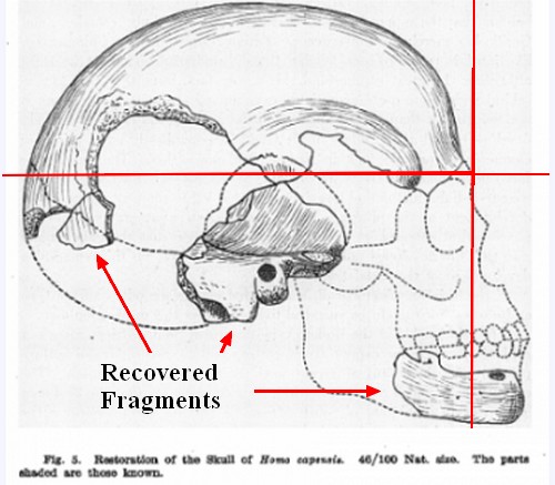 Skull fragments from Africa hints an extinct humanoid who was smarter ...